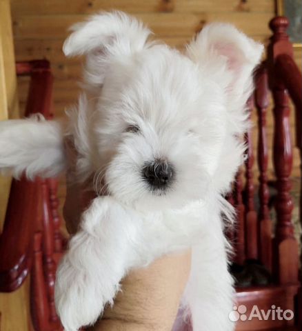 Щенок мальтийской болонки