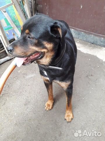 Найден ротвейлер
