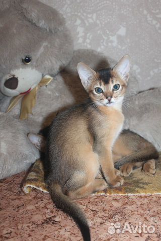 Абиссинские девочки