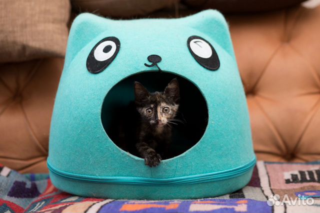 Котенок Крошка в дар 2 мес