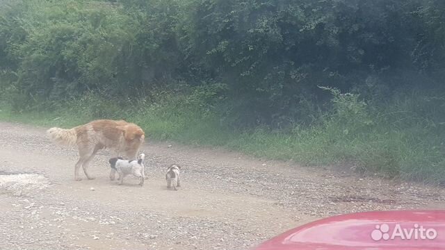 Щенята двортерьер