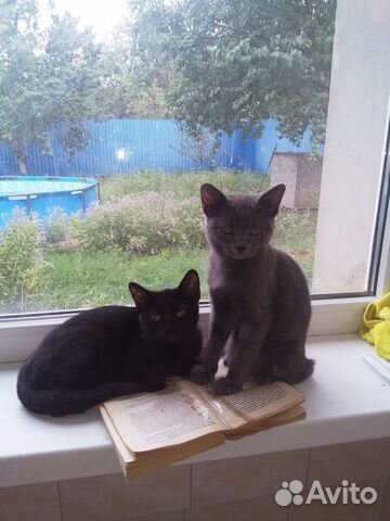 Британчики в добрые руки