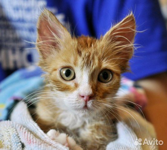 Котенок мальчик в добрые руки