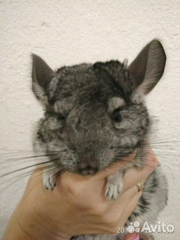 Шиншилла 4мес. Девочка