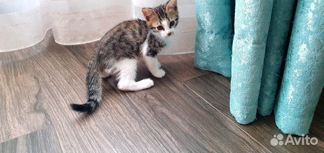 Котёнок девочка