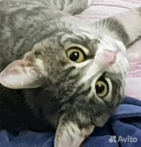Молодая кошечка Милана ищет дом