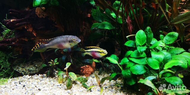 Пельвикахромис пульхер (попугайчики)