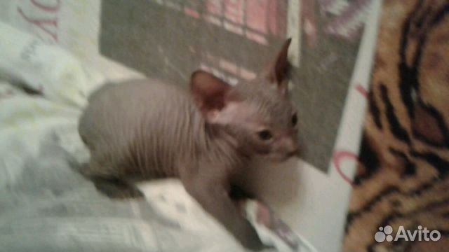 Свинкс Донской