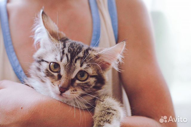 Котенок Джесси ищет дом