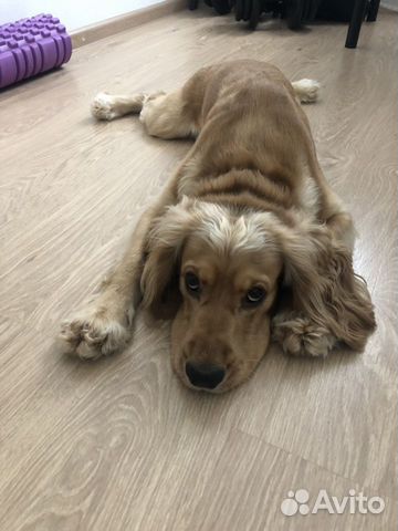 Кокер спаниель отдам