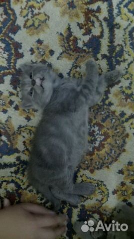 Котенок шотландский