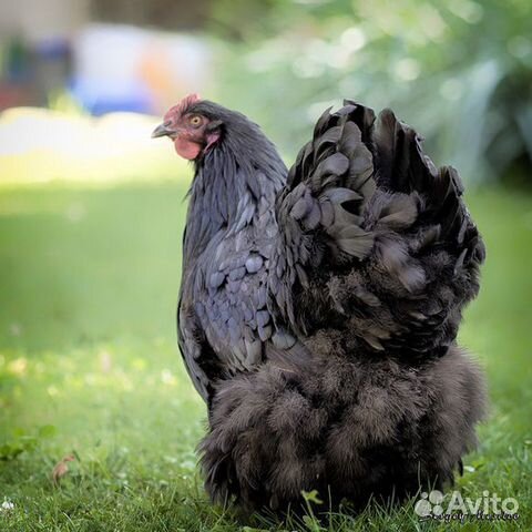 Черный орпингтон Голошейка шелковая мини