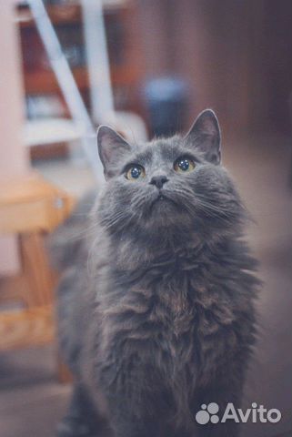 Нибелунг в добрые руки