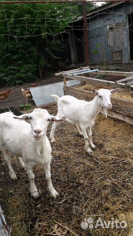 Коза продаются молодые козы две козы и молодняк