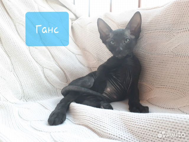 Котята породы Петерболд