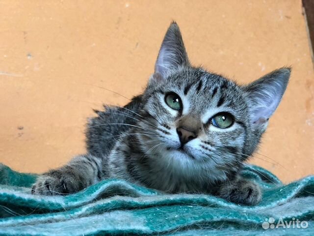 Котенок Джорджия в добрые руки