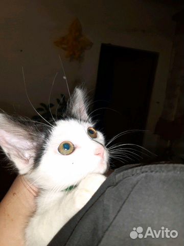 Кошечка