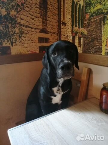 Лабрадор-долматинец