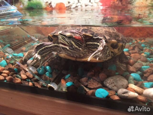Черепаха аквариумная