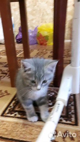 Найден котенок девочка
