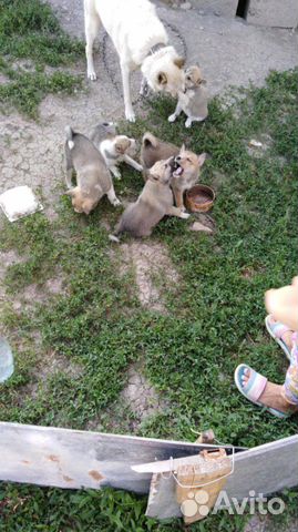 Заподно Сибирская лайка кутята