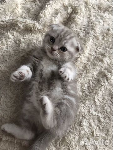 Котенок Шотландий вислоухий