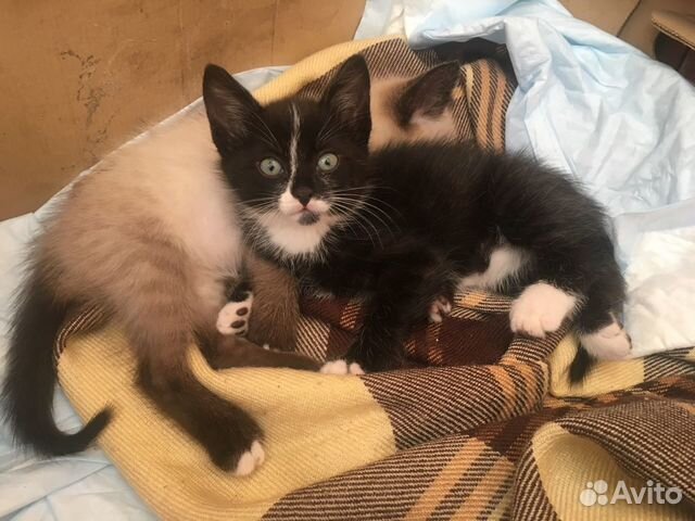 Котенок мальчик 2 месяца полностью здоров
