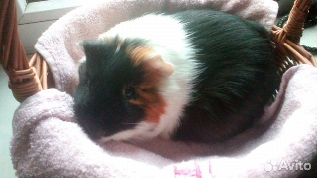 Морская свинка