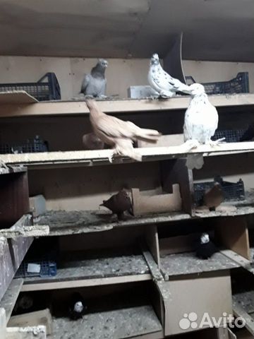 Узбекские игровые голуби