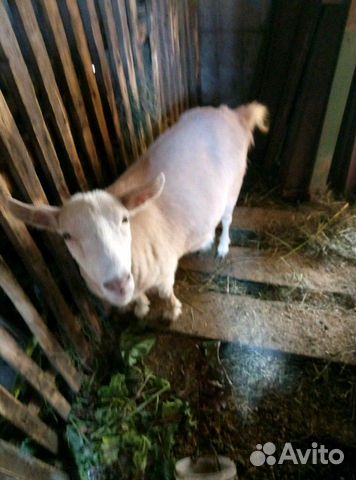 Козы дойные