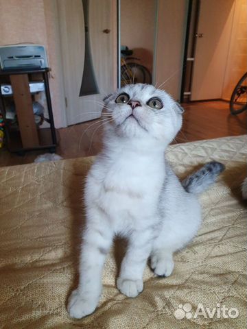 Котик шиншила