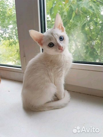 Котодетки в добрые руки