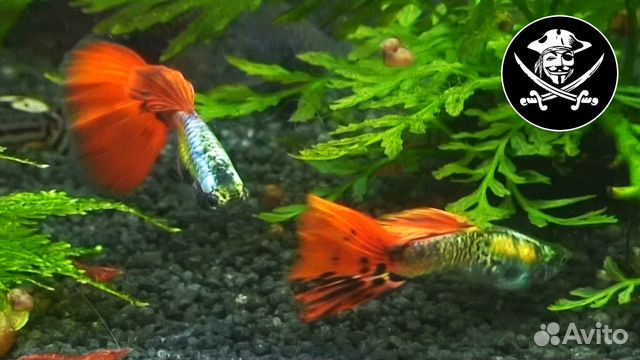 Гуппи Креветки Растения