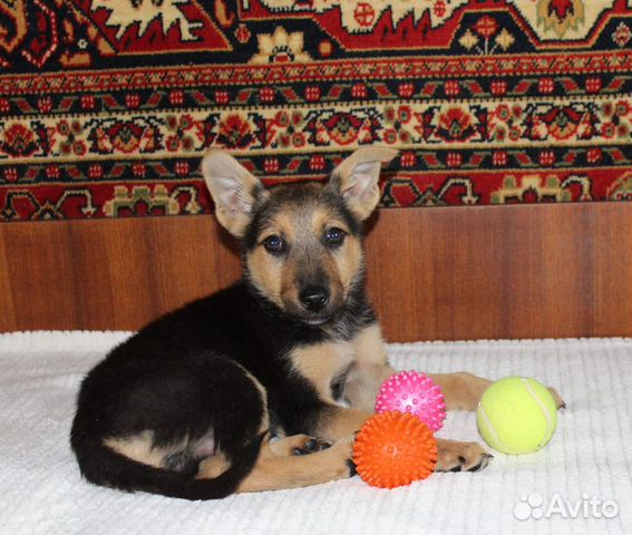 Щенок Лапик, 2 мес., в добрые руки