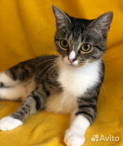 Очень ласковая девочка Эля 1 год ищет дом в добрые