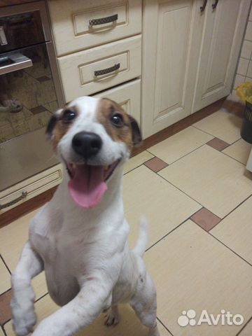 Приму заявку на алиментного щенка Джек-Рассел