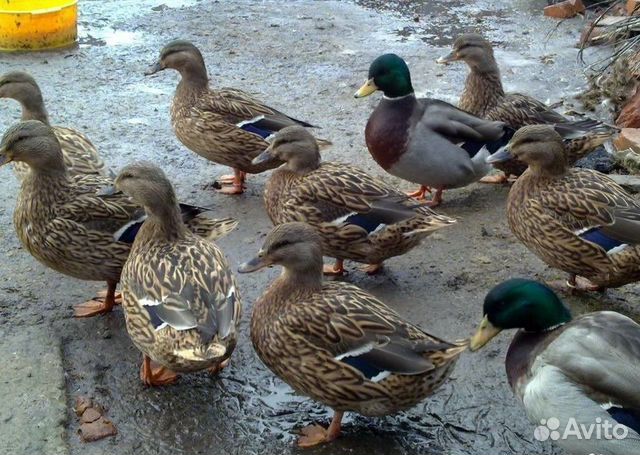 Продам диких уток