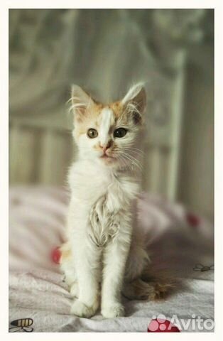 Рыжуля в дар