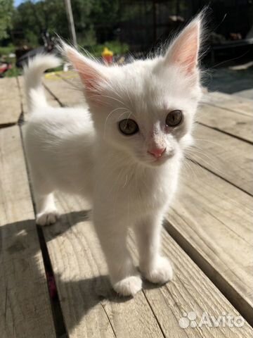 Котёнок в добрые руки