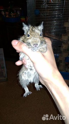 Дегу мальчик 4 месяца