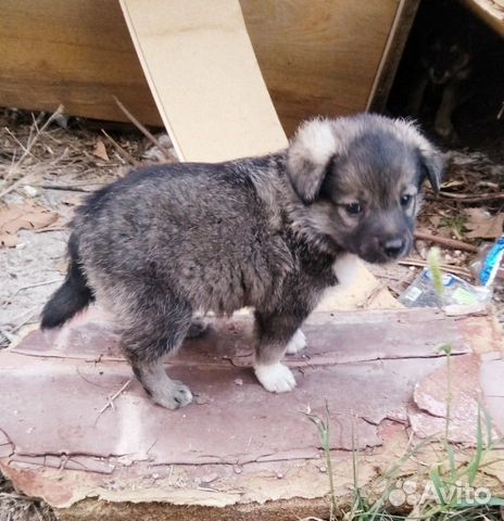 Щенок в ответственные руки