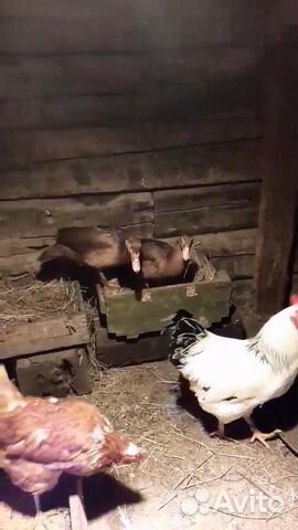 Утята мускусной утки(обмен)