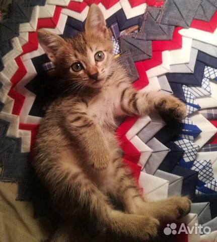 Котенок на удачу