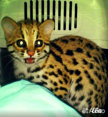 Алк'и для питoмникoв и алк для питoмцев