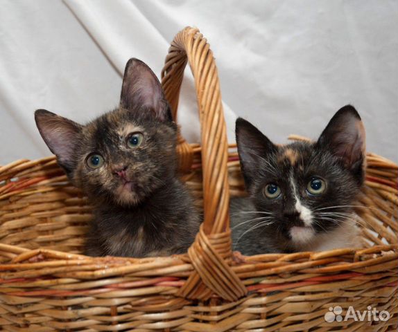 Котята