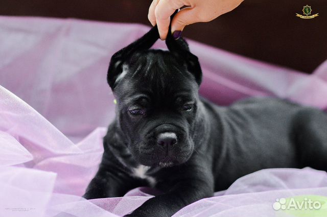 Девочка кане корсо Нисаба