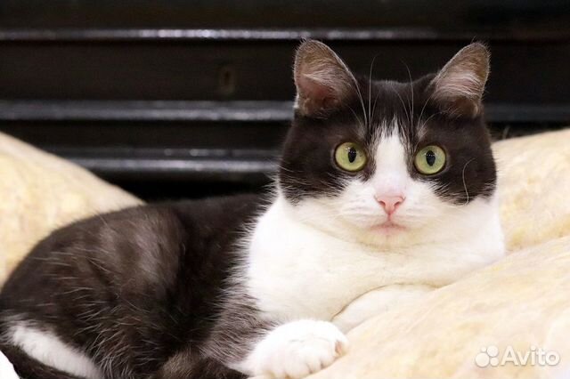 Нежная кошка в добрые руки