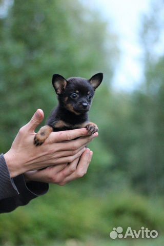 Чихуахуа. Мини-милашки