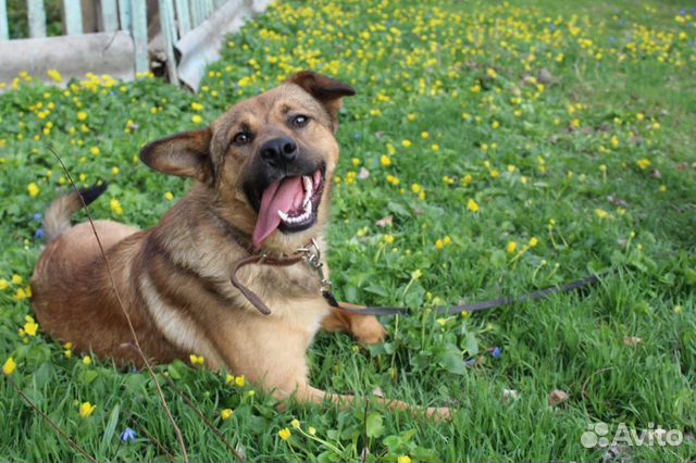 Ищет дом замечательный песик Вальтер