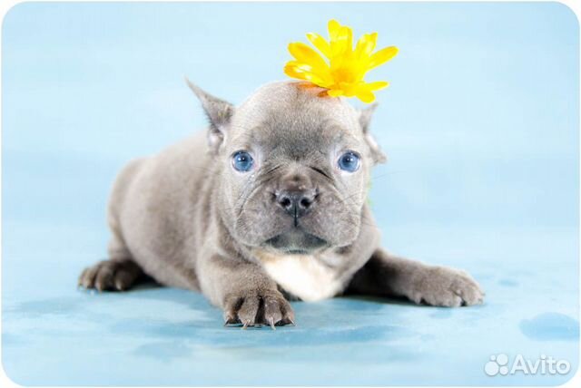 Серый или голубой французский бульдог